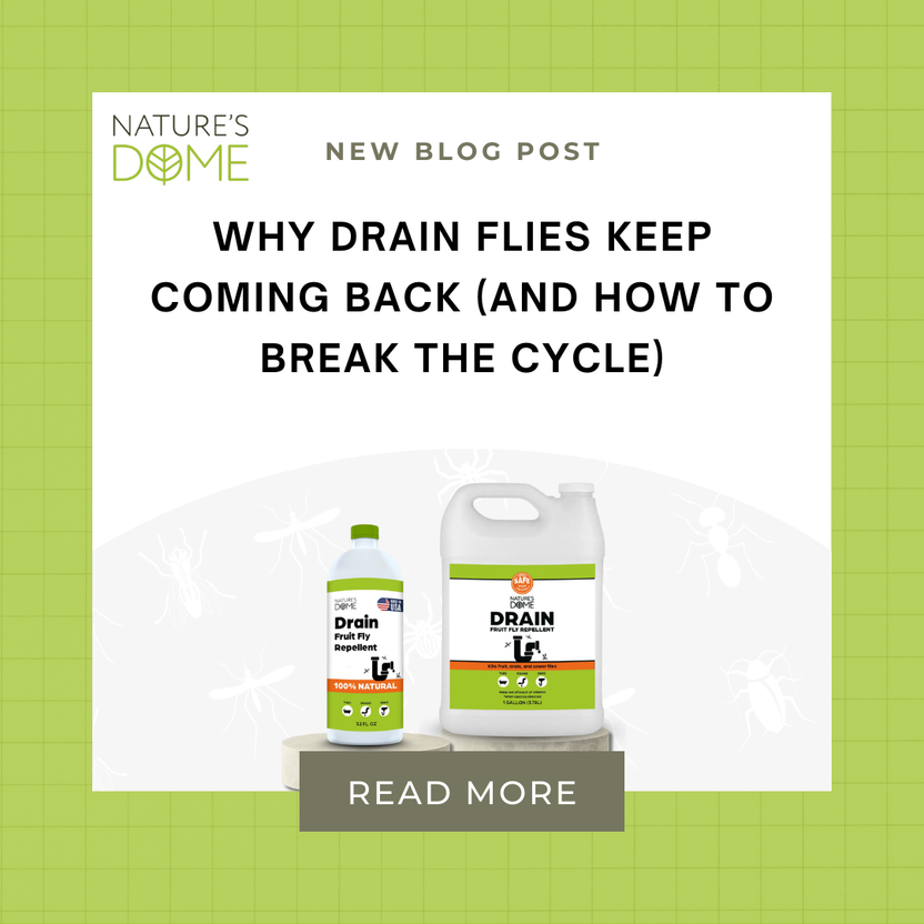 Why Drain Flies Keep Coming Back (and How to Break the Cycle) – Naturesdome