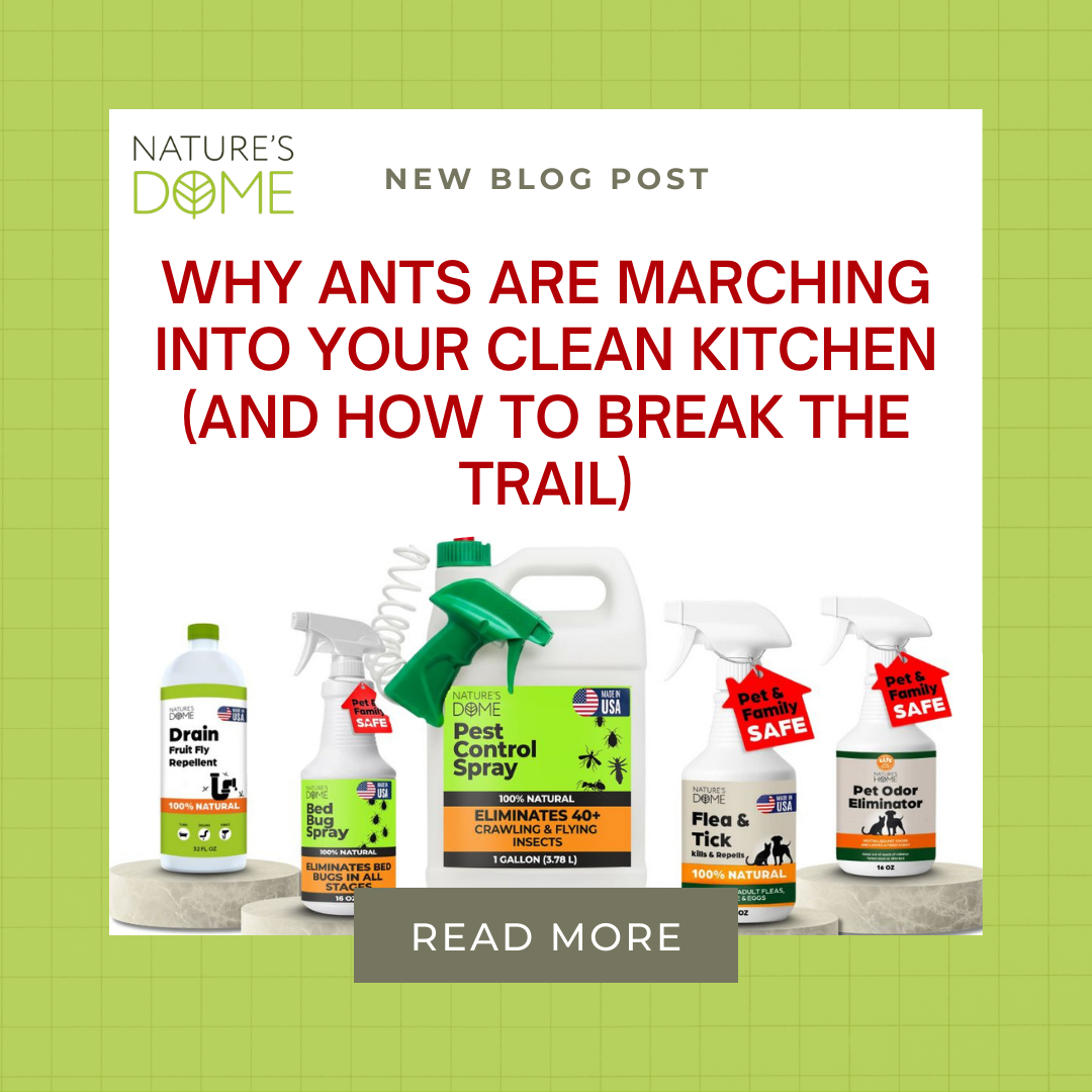Why Ants Are Marching Into Your Clean Kitchen (And How to Break the Tr ...